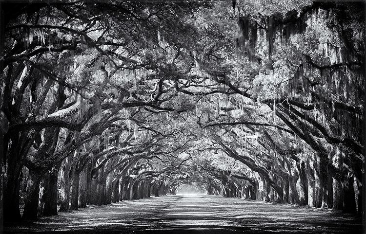 Photography Artists 2021 - Mainsail Art Festival